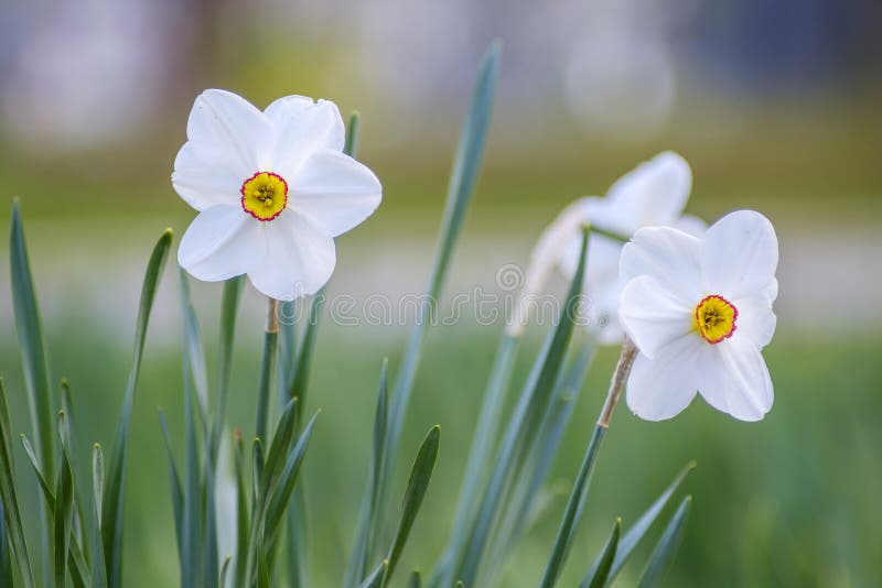 Beautiful White Spring Flowers 1 Stock Image - Image of macro, beauty ...