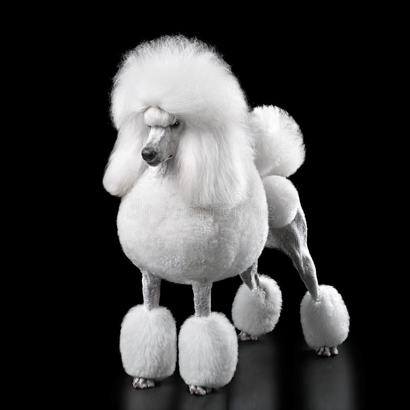 Beautiful White Standard Poodle Stock Photo - Image of continental ...