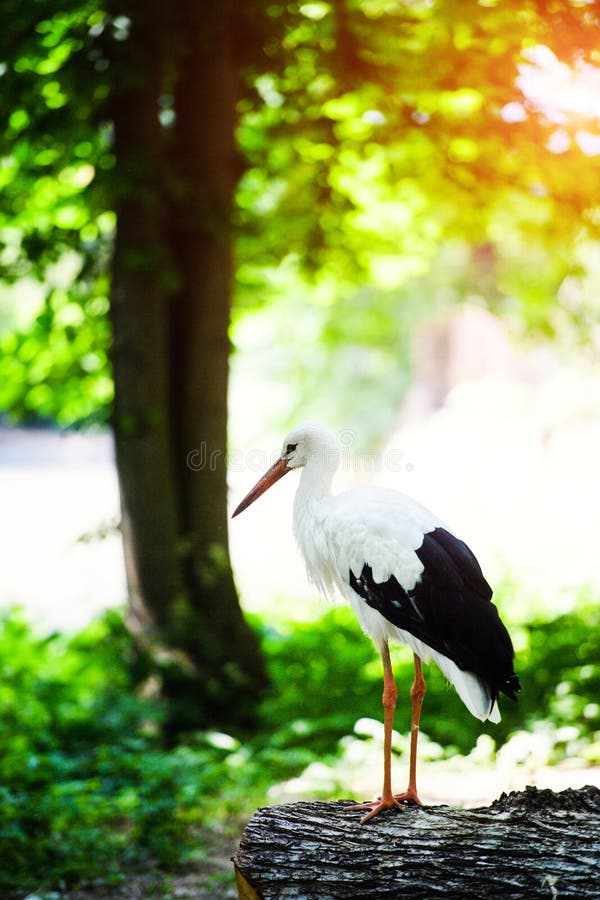 Beautiful white stork stock image. Image of home, nature - 148360485