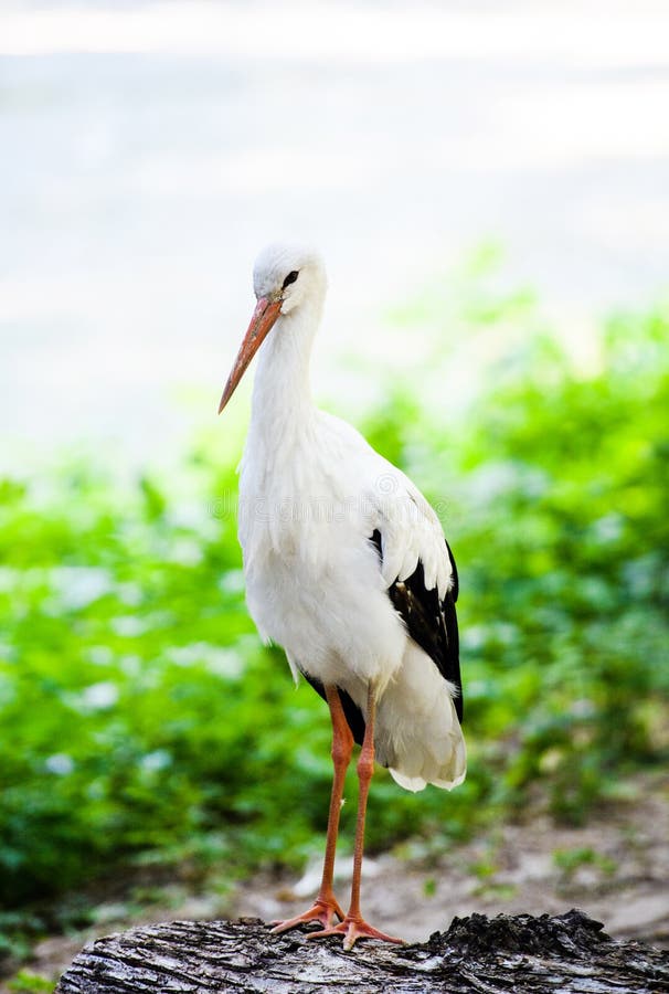 Beautiful white stork stock photo. Image of friends - 148360572