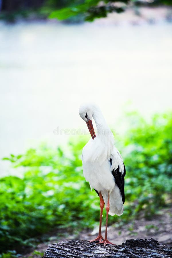 Beautiful white stork stock photo. Image of friends - 148360598