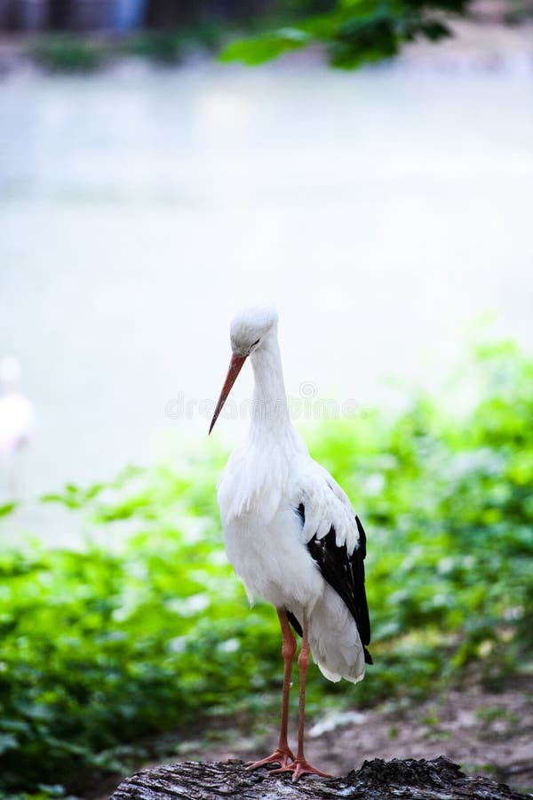 Beautiful white stork stock image. Image of nest, bird - 148360617