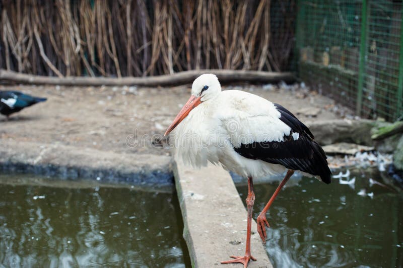 Beautiful white stork stock photo. Image of beautiful - 150890846
