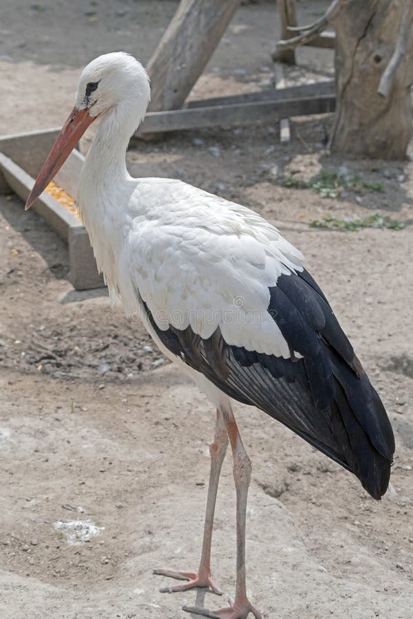 Beautiful white stork stock image. Image of birdwatching - 196248675