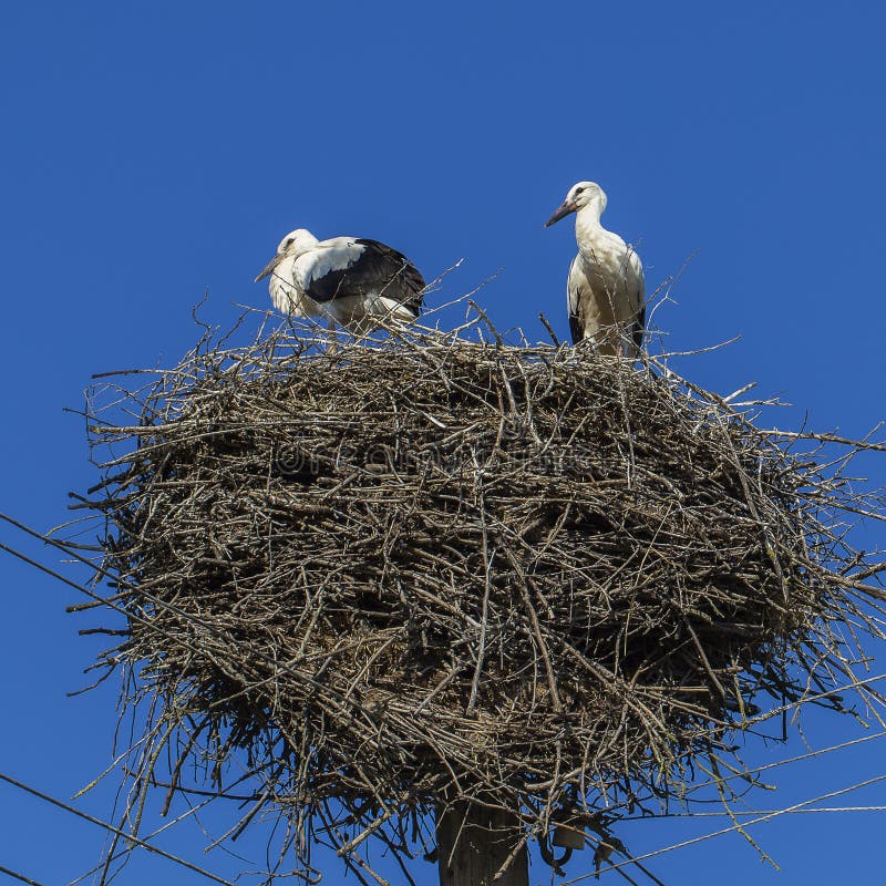 Beautiful White Storks in a Nest High in Spring. Ukraine Stock Photo ...