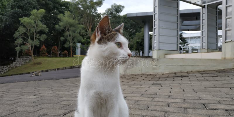Beautiful White Stray Cat in the Campus Stock Image - Image of campuss ...