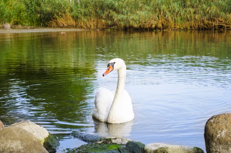 Beautiful White Swan on Baltic Bay. Sunny Day Stock Image - Image of ...