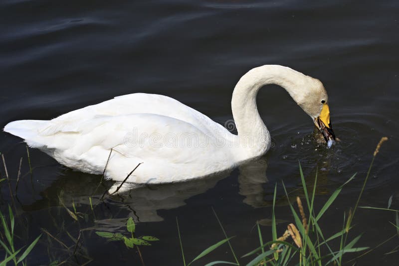 Beautiful White Swan Eats Fish. Stock Photo - Image of altai, swan ...