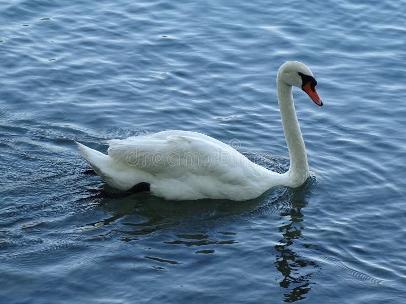 Beautiful White Swan Gliding Gracefully Across the Tranquil Surface of ...