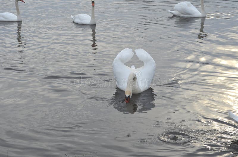 How Big Heart Shaped Pizza Stock Photos - Free & Royalty-Free Stock ...