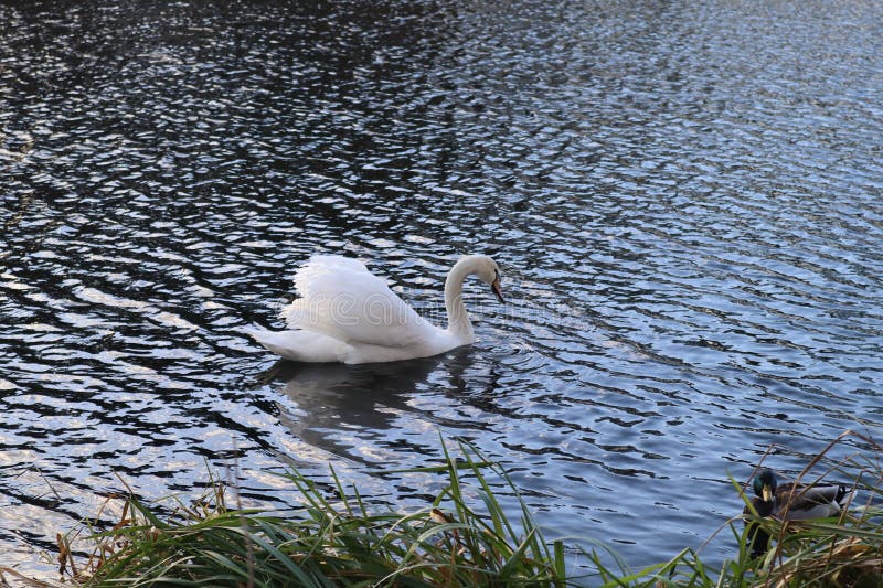 White swan on the lake. stock image. Image of peaceful - 320762673