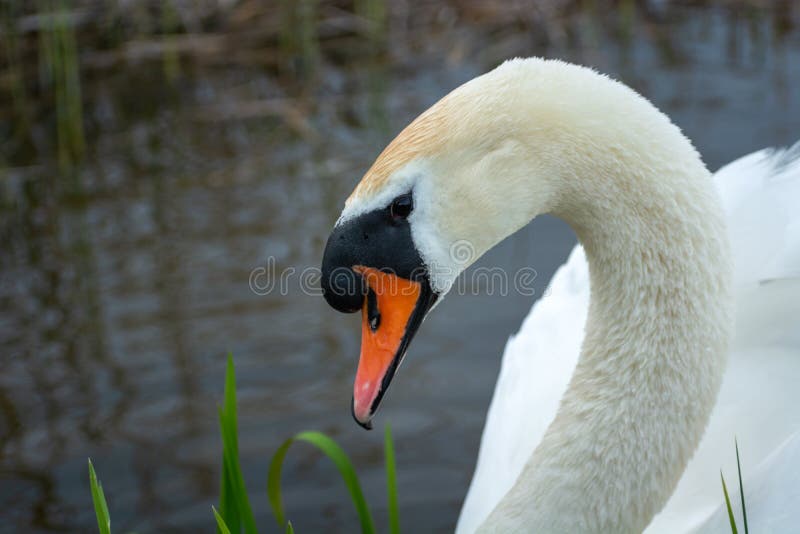 Beautiful White Swan Posing in Profile, Spring Day Stock Photo - Image ...