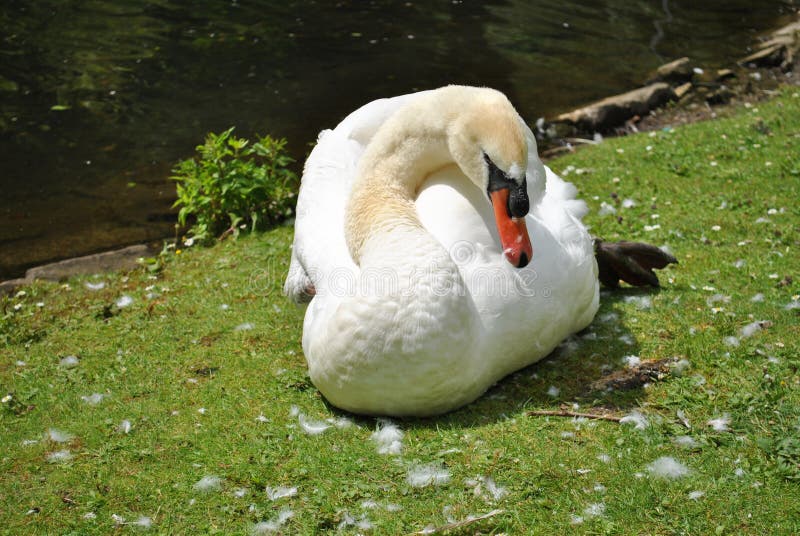 Swan Sitting in the Yellow Flowers Stock Photo - Image of majestic ...