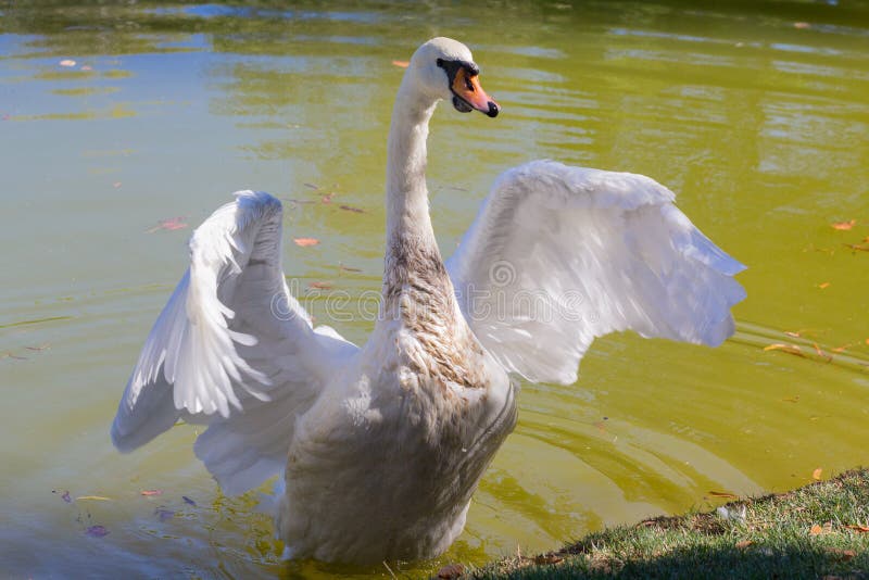 Beautiful White Swan Spread Its Wings Stock Image - Image of graceful ...