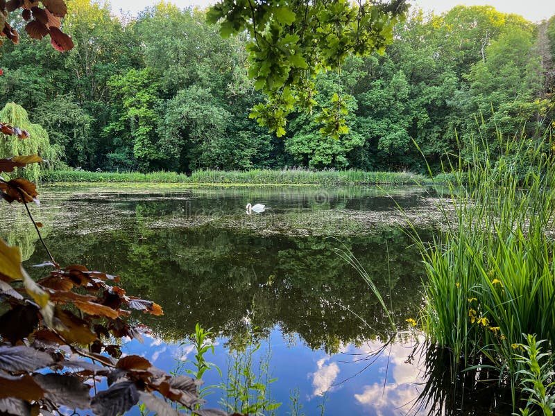 Beautiful White Swan Swimming in Clean Pond Stock Photo - Image of ...