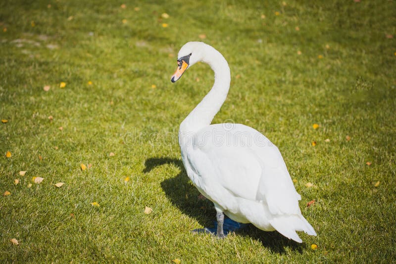 Beautiful White Swan Walking on the Grass Stock Photo - Image of grass ...