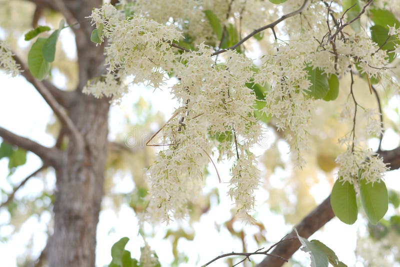 Tembusu flowers stock image. Image of tree, yellow, fragrance - 30700101