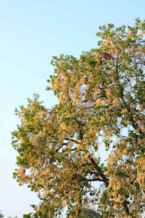 Beautiful White Tembusu Flowers Bloomig Stock Photo - Image of close ...