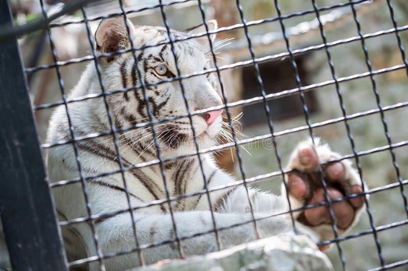 Beautiful White Tiger in a Cage at the Stock Photo - Image of mammals ...