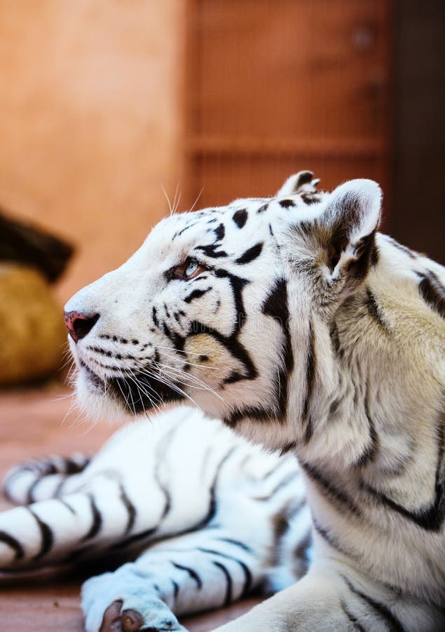 Beautiful White Tiger Portrait Stock Photo - Image of tiger, tigris ...