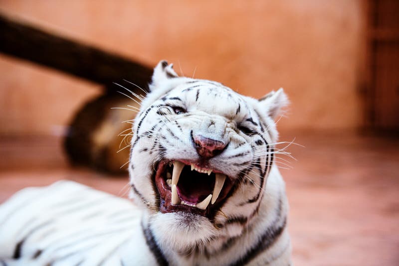 Beautiful White Tiger Portrait Stock Image - Image of bengal ...
