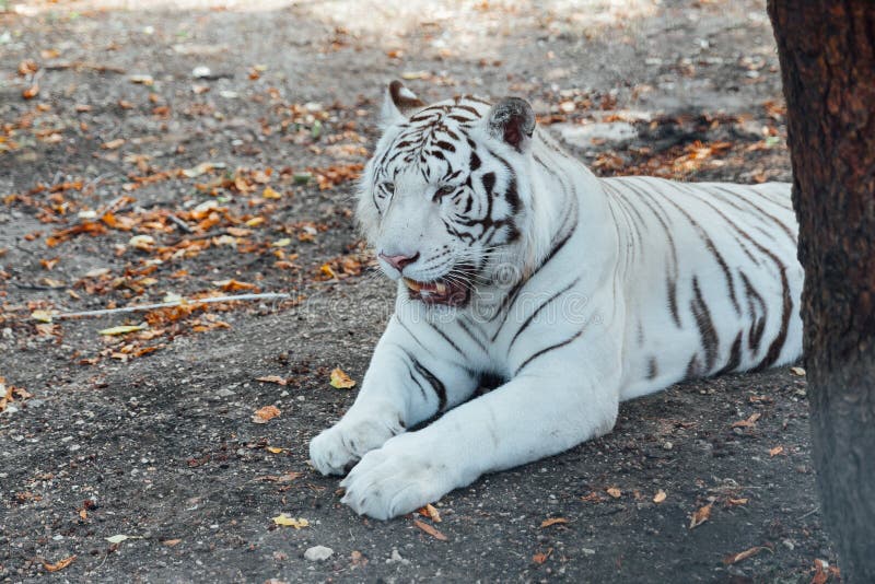 Beautiful White Tiger Resting in the Shade of a Tree Stock Photo ...