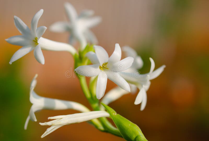 Beautiful White Tuberose Bunch Stock Photo - Image of marriage ...