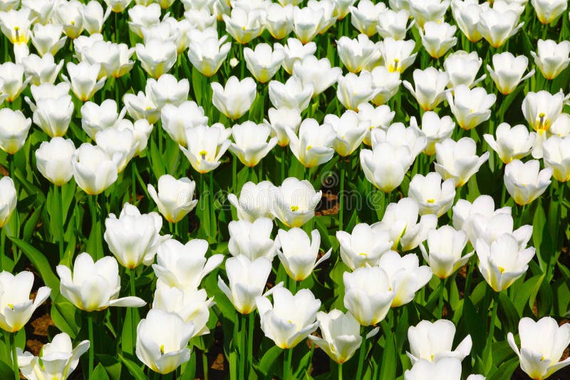 Beautiful White Tulip Field in Spring Stock Image - Image of petal ...