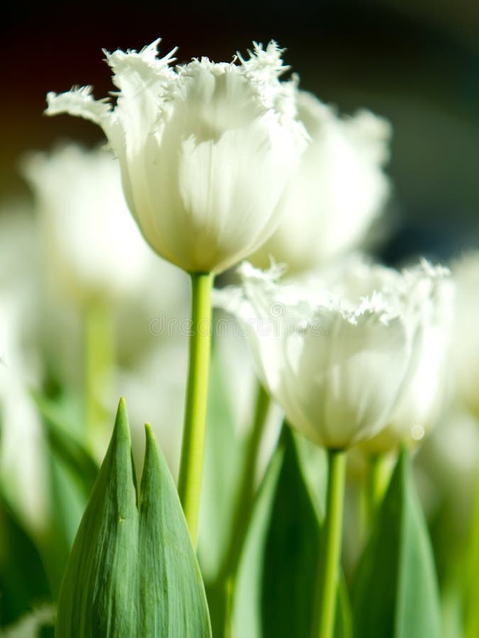 Beautiful White Tulip Flower Blooming in Spring Stock Photo - Image of ...