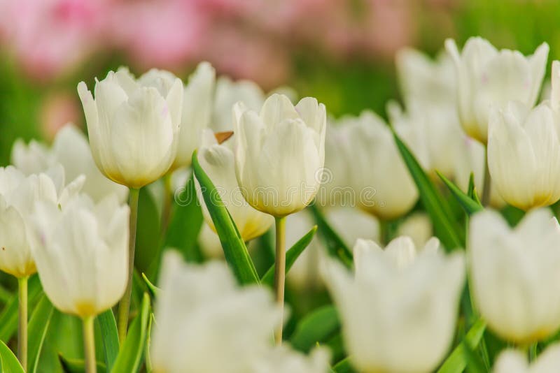 Beautiful White Tulips Blooming in the Garden. Stock Image - Image of ...