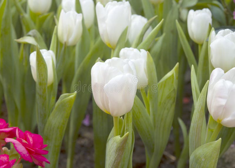 Beautiful White Tulips in the Tulip Garden Stock Photo - Image of ...