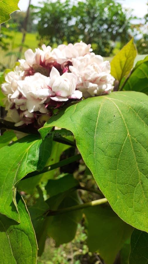 Tumpuk Stock Photos - Free & Royalty-Free Stock Photos from Dreamstime