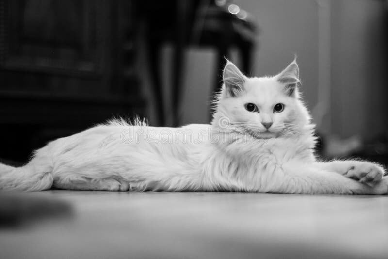 Turkish angora cat stock photo. Image of white, eyes - 131232744