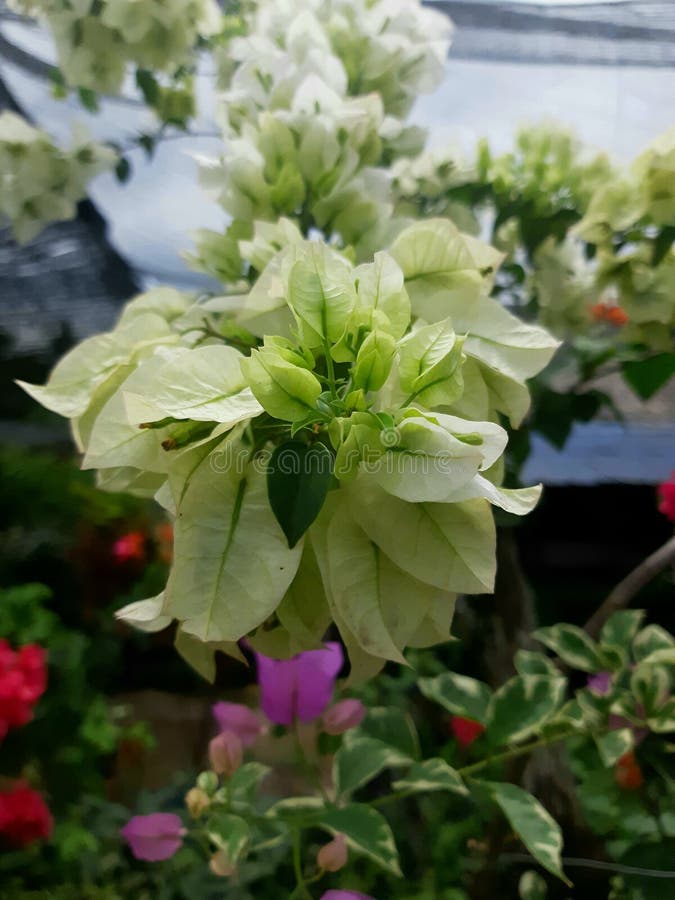 A Beautiful White Velvet stock photo. Image of lilac - 261850424