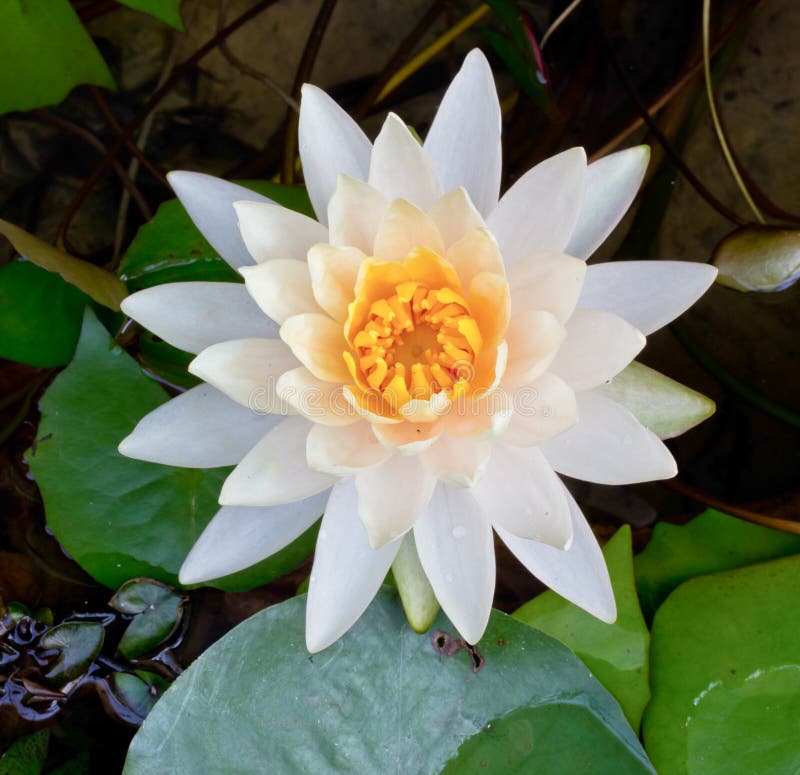 Beautiful white water lily stock photo. Image of lily - 38941694