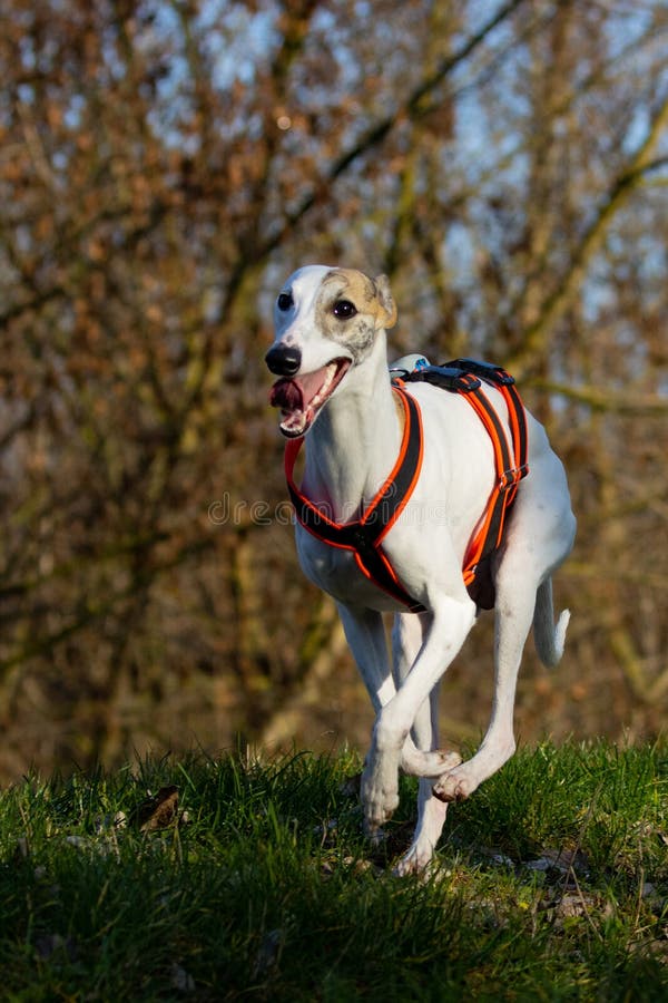 Beautiful White Whippet Dog. Stock Photo - Image of white, pointer ...
