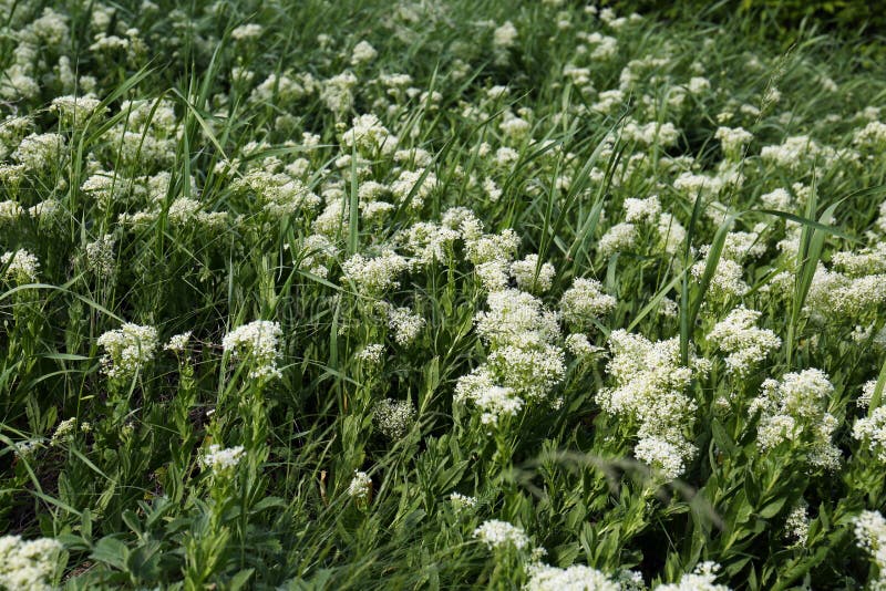 Beautiful White Wildflowers Growing in Field on Spring Day Stock Photo ...