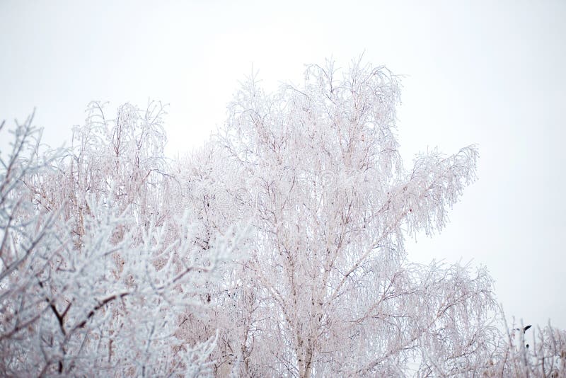 Beautiful White Winter Trees on Snow Stock Photo - Image of january ...