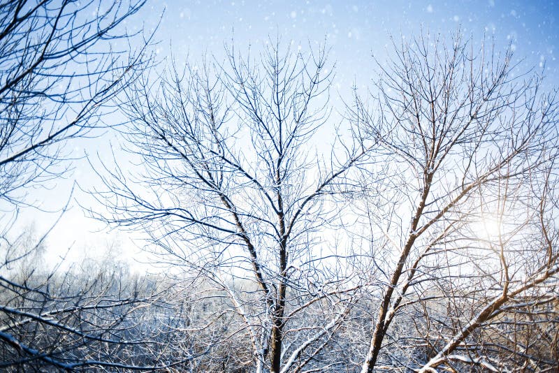 Beautiful White Winter Trees on Snow Stock Image - Image of cold, black ...
