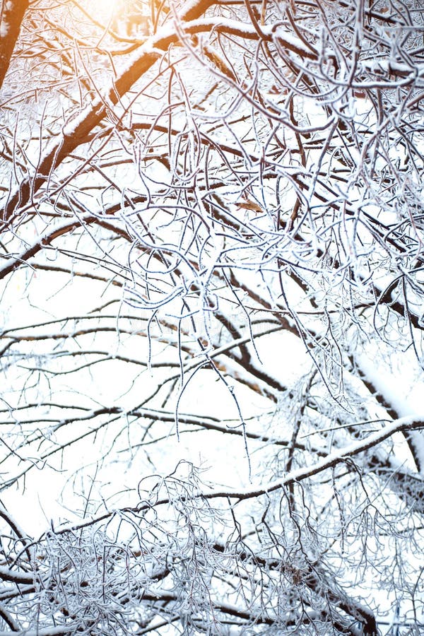 Beautiful White Winter Trees on Snow Stock Image - Image of january ...