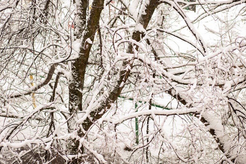 Beautiful White Winter Trees on Snow Stock Image - Image of december ...