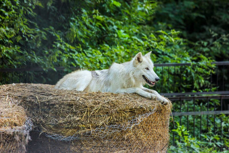 Beautiful White Wolf in Forest Stock Photo - Image of nose, danger ...