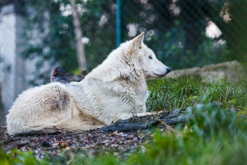 Beautiful white wolf stock image. Image of forest, furry - 67734729