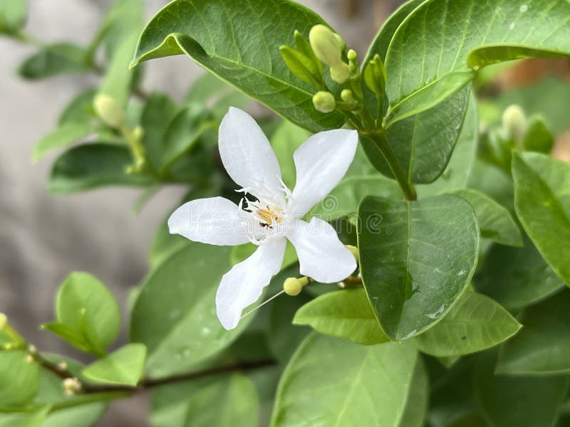 Beautiful White Wrightia Antidysenterica Flower in the Garden Stock ...