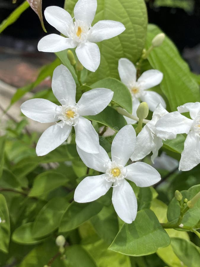 Beautiful White Wrightia Antidysenterica Flower in the Garden Stock ...