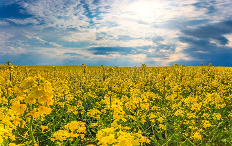 Beautiful Wide Landscape of Yellow Field Stock Image - Image of ...