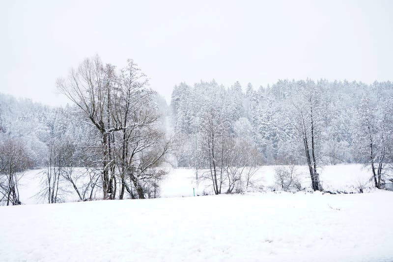 Beautiful Wide Shot of a Forest Scenery in Winter Stock Image - Image ...