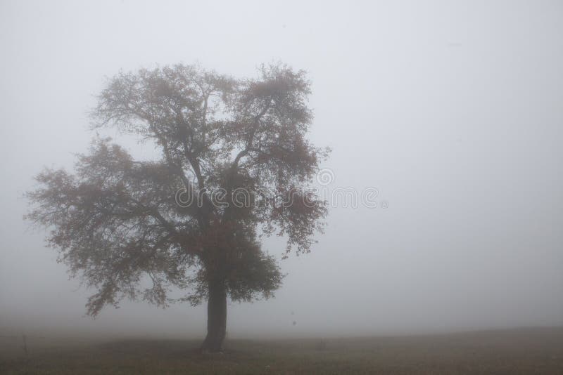 Beautiful Wide Shot of an Isolated Tree Covered in Fog Stock Image ...
