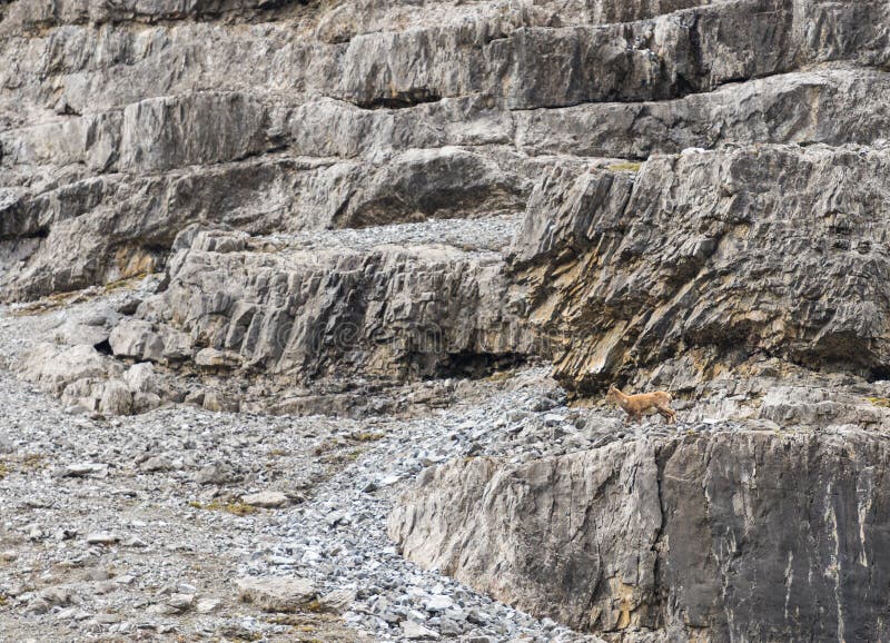Wild Animal on Alps, Ibexes on the Mountain Slope Stock Photo - Image ...
