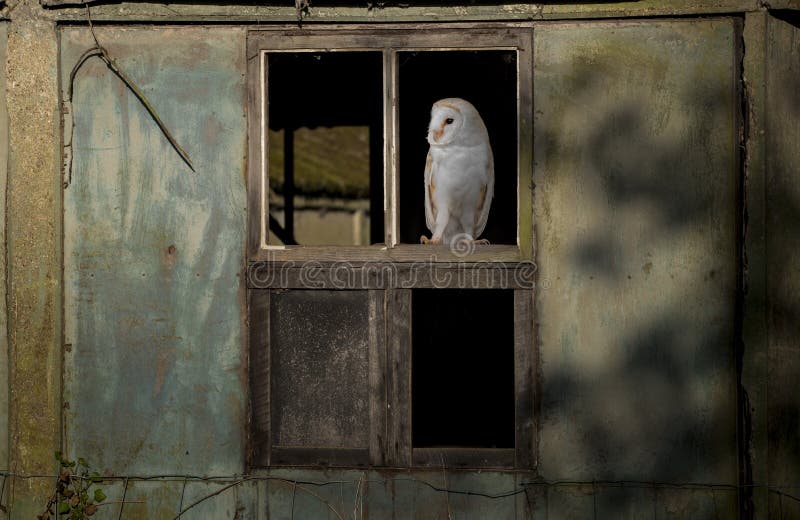 Barn Owl Perched on a Barn Window Stock Photo - Image of barn, window ...